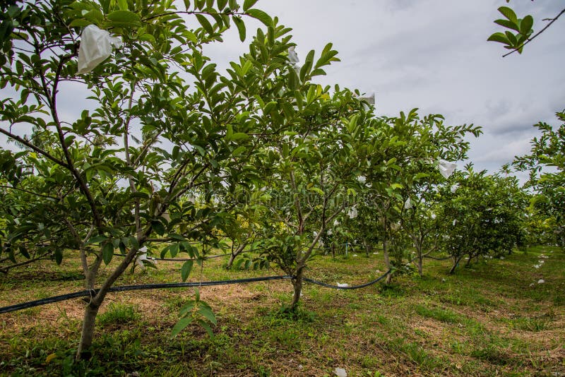 Guava Farming