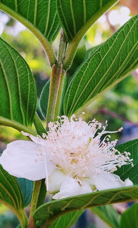 Guava tree flower . stock photo. Image of shrub, evergreen - 230564108