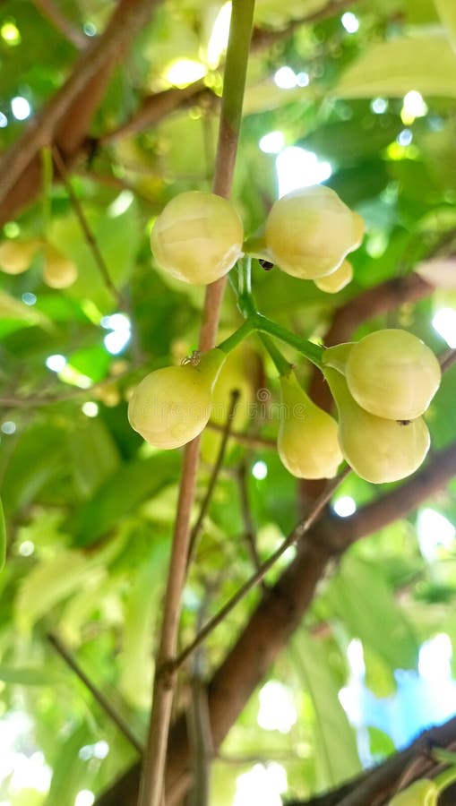 Guava tree flower bud stock photo. Image of produce - 373582520