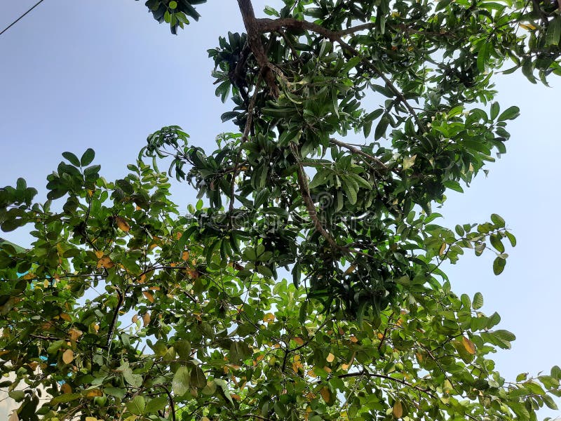 Guava Tree Friendship with Mango Tree Stock Photo - Image of guava ...