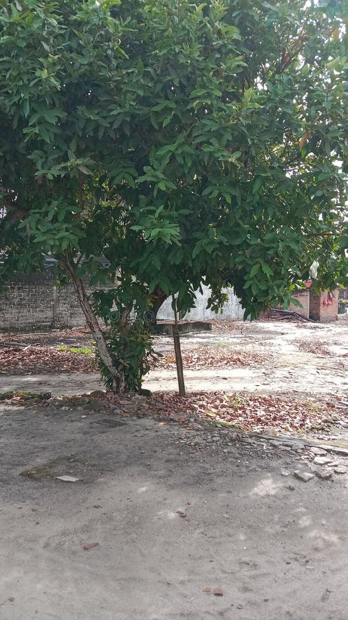 A Guava Tree in the Front Yard Stock Photo - Image of house, sebuah ...