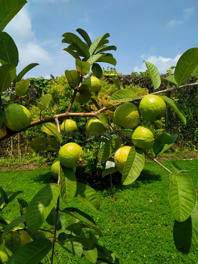 Guava tree fruitful stock image. Image of vegetable - 262936057