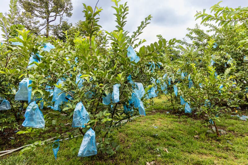 Guava Tree Fruits Wrapped Plastic Bag Protect Fruit Insects Stock ...
