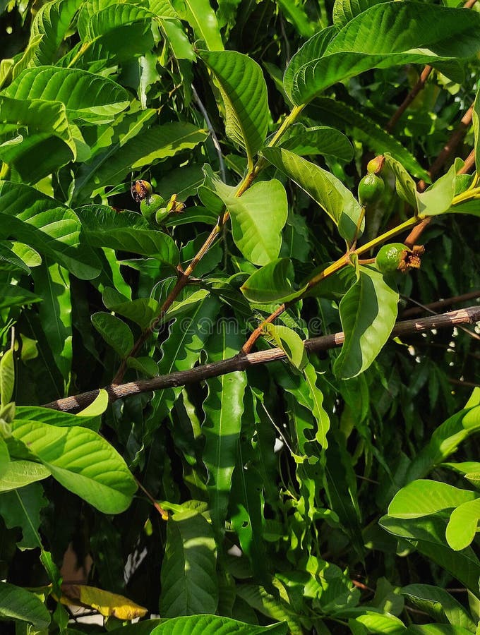 Guava Tree with Green Leaves Bafore Maturity Stock Image - Image of ...