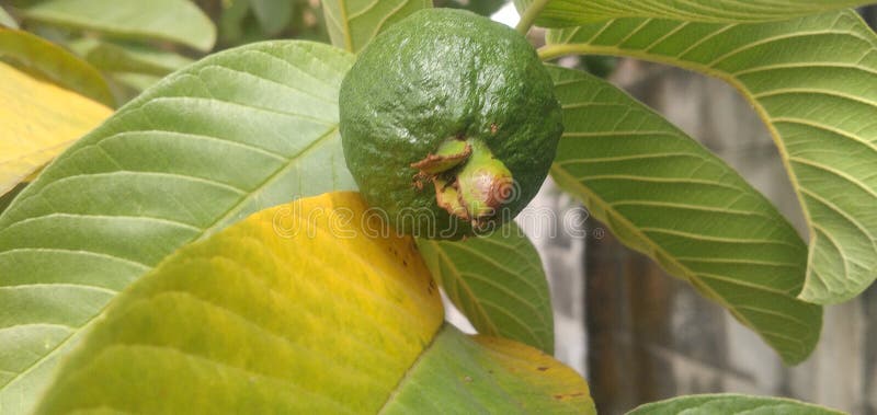 Guava Tree Growth in the Garden Stock Photo - Image of garden, farm ...
