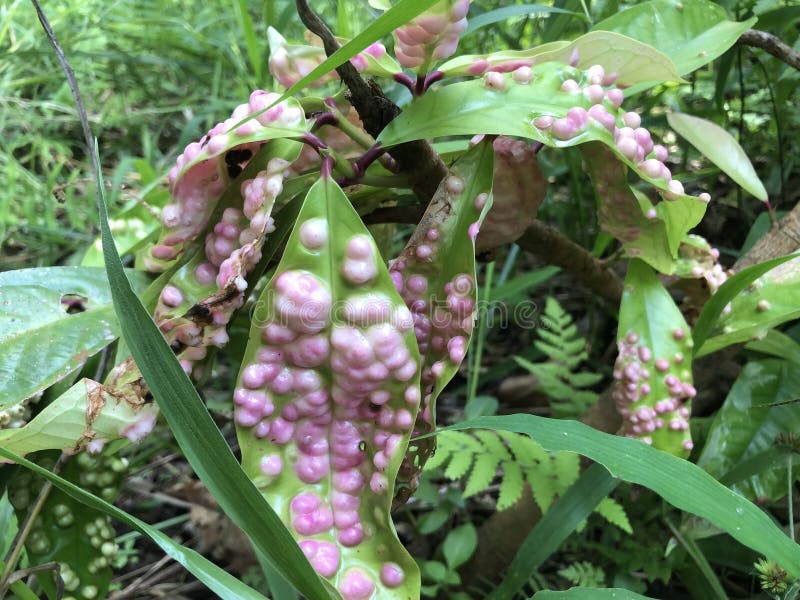Picture leaf galls disease stock image. Image of leaf - 278179869