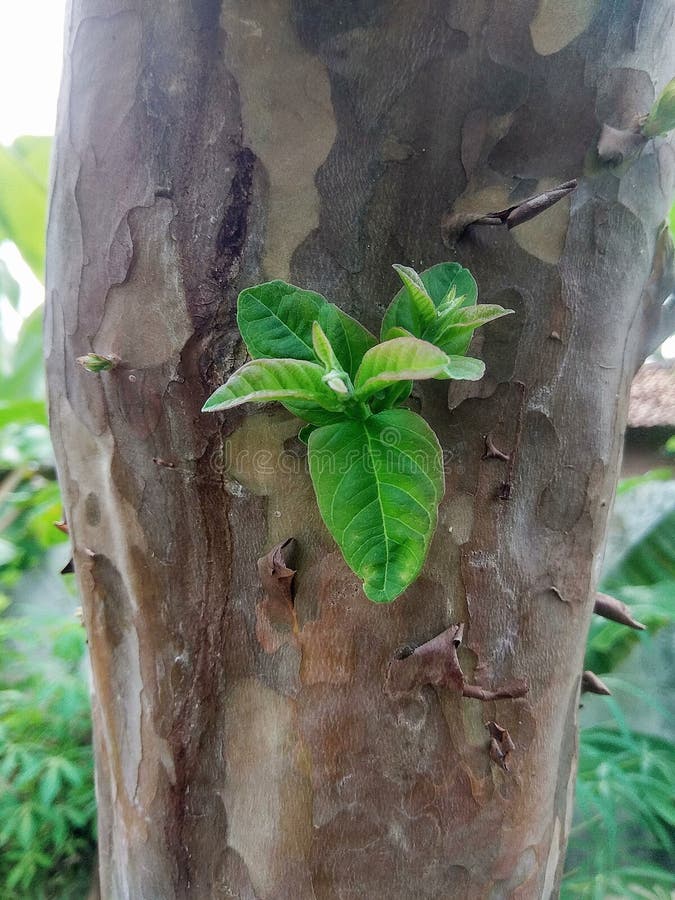 Guava tree leaf buds stock image. Image of guava, forest - 239547491