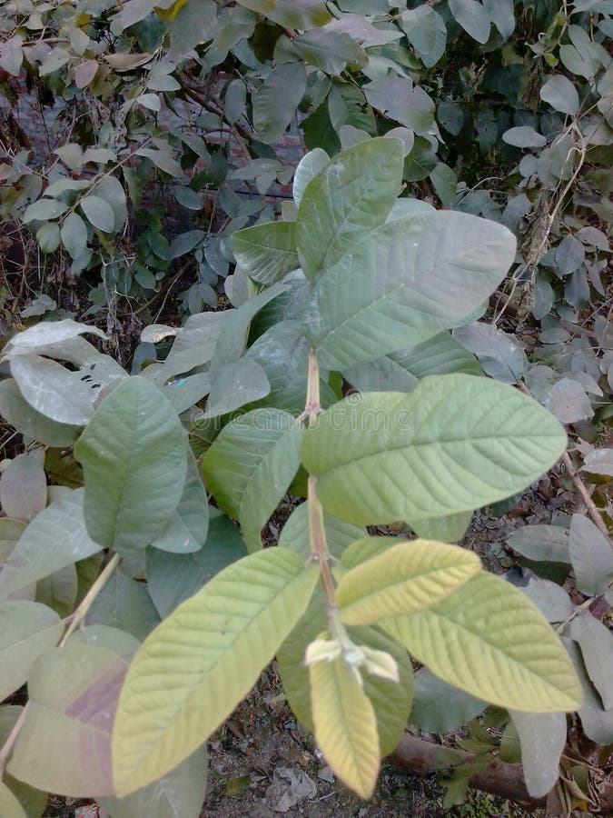 Guava tree leaf stock photo. Image of greeny, enviornment - 168074714