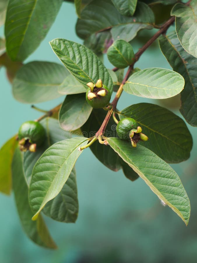 Guava tree with leaves stock image. Image of shot, vegetation - 88269475