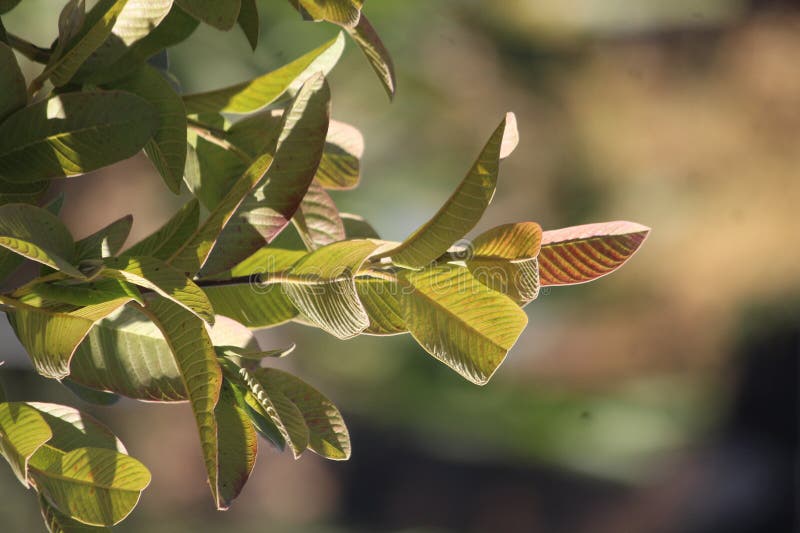 Guava tree leef stock image. Image of green, insect - 396622315