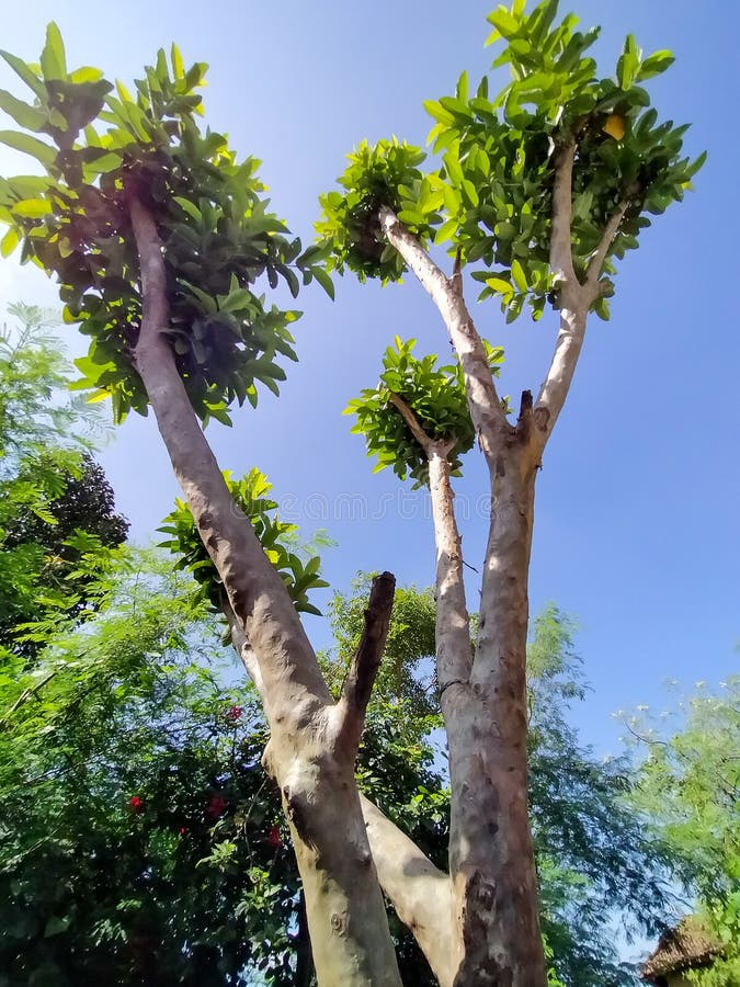 Guava Tree is the Most Common Tree in Our Rural Area . Stock Photo ...