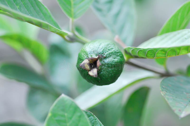Guava Tree, MYRTACEAE or Psidium Guajava Linn or Guava Fruit Stock ...