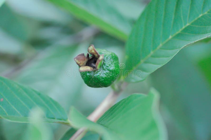 Guava Tree, MYRTACEAE or Psidium Guajava Linn Stock Photo - Image of ...