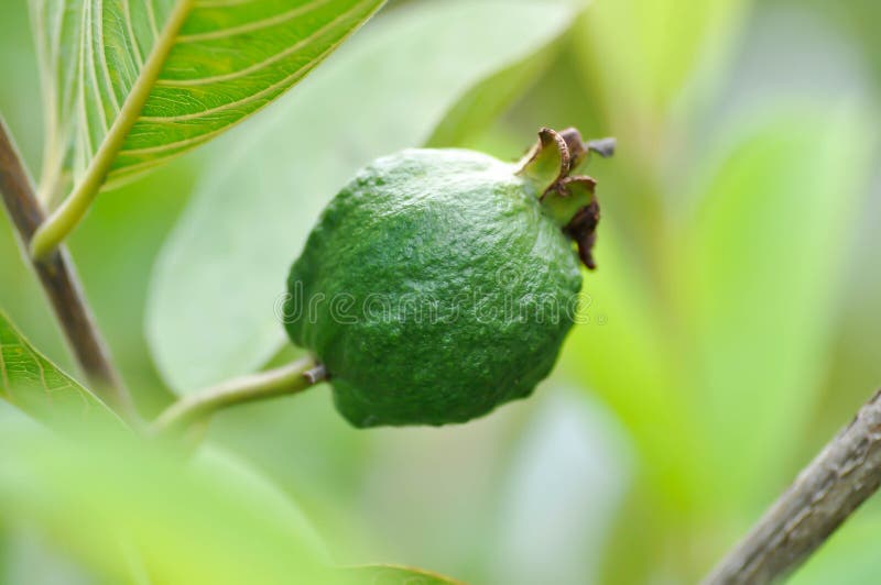 Guava Tree, MYRTACEAE or Psidium Guajava Linn Stock Photo - Image of ...