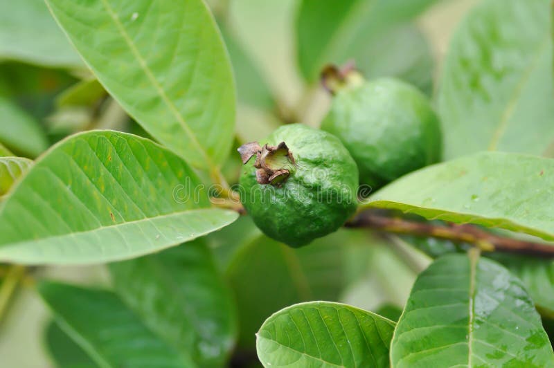 Guava Tree, MYRTACEAE or Psidium Guajava Linn Stock Photo - Image of ...