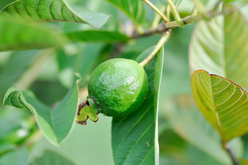 Guava Tree, MYRTACEAE or Psidium Guajava Linn or Guava Seed Stock Image ...