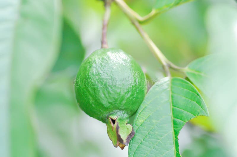 Guava Tree, MYRTACEAE or Psidium Guajava Linn or Guava Seed Stock Photo ...