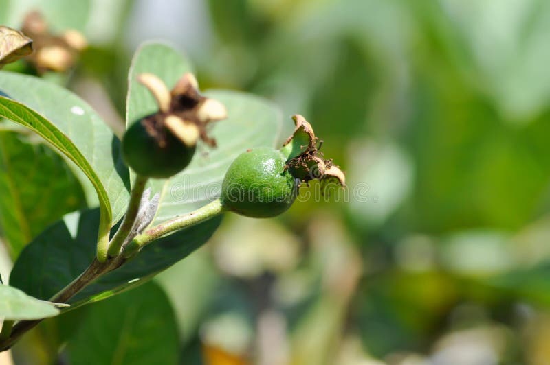 Guava Tree, MYRTACEAE or Psidium Guajava Linn with Guava Seed Stock ...