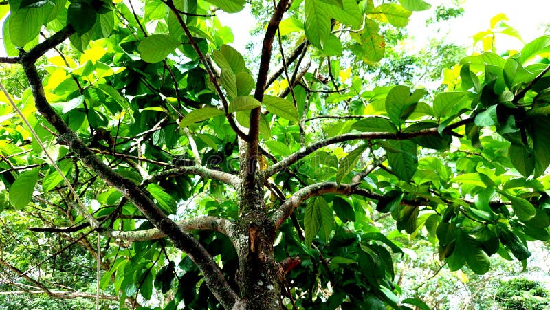 Guava Tree Plant in the Forest Stock Image - Image of produce, food ...