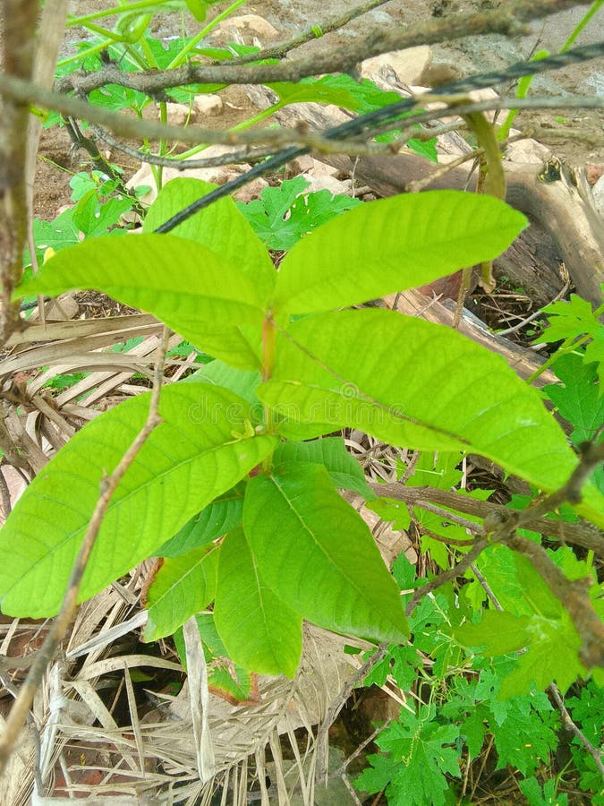 Guava Tree Guava Plant Small Guava Trees Stock Image - Image of small ...