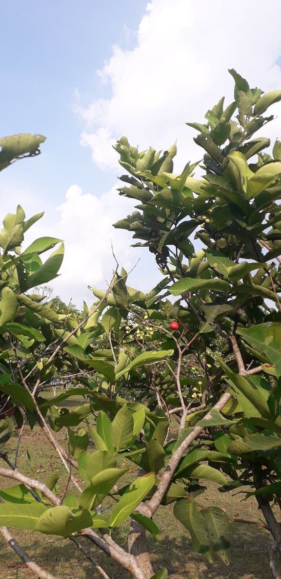 Guava tree pohon jambu stock photo. Image of green, branch - 222066828