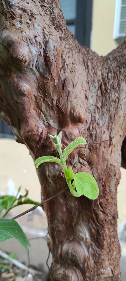 Guava Tree (Psidium Guajava L.) Growing in the Yard Stock Photo - Image ...