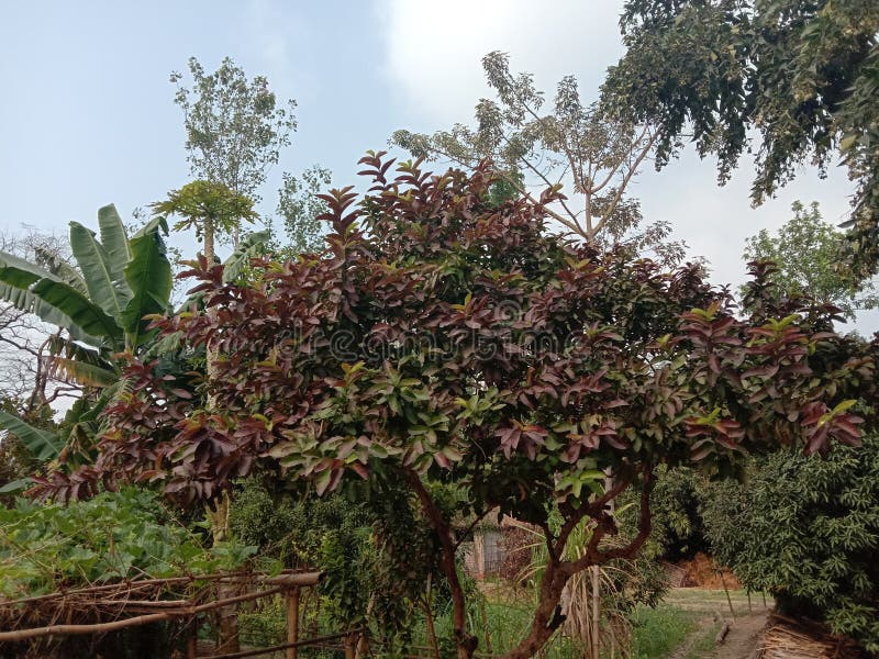 Guava tree in purple stock photo. Image of purple, tree - 168345882