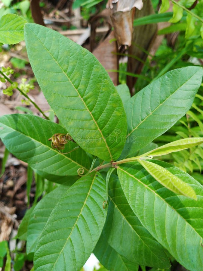 Guava Tree Seeds are Already Large and Look Very Fertile Stock Photo ...