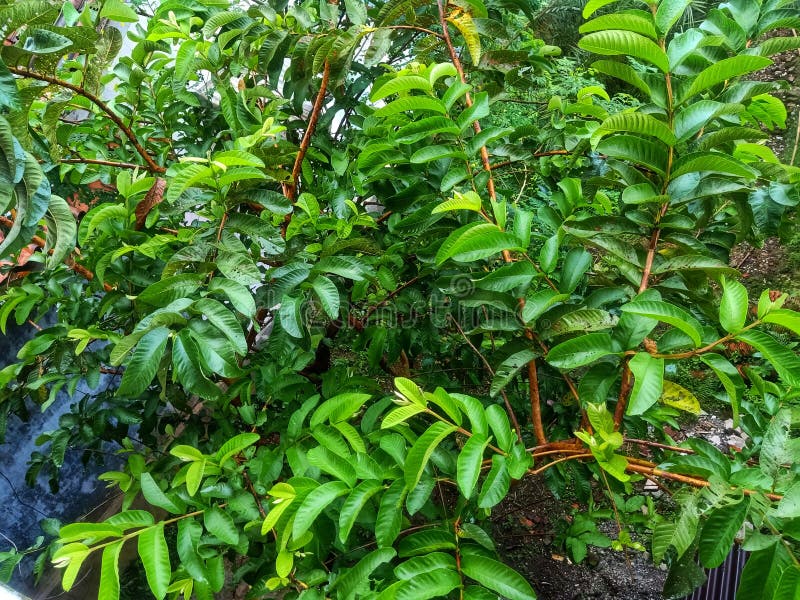 A guava tree stock photo. Image of shrub, evergreen - 206179566