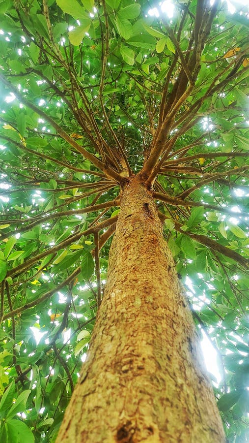 Guava tree stock photo. Image of guava, green, tree - 286142996
