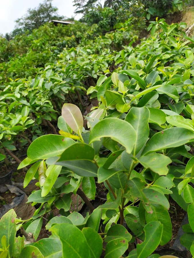 Guava tree tops stock photo. Image of blossom, flower - 210137202