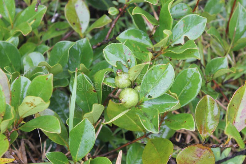 Guava Trees Ripening In The Organic Garden Plant Stock Image - Image of ...