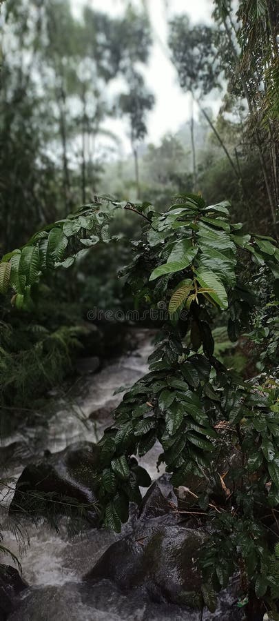 Guava tree stock photo. Image of woodland, jungle, forest - 263116272