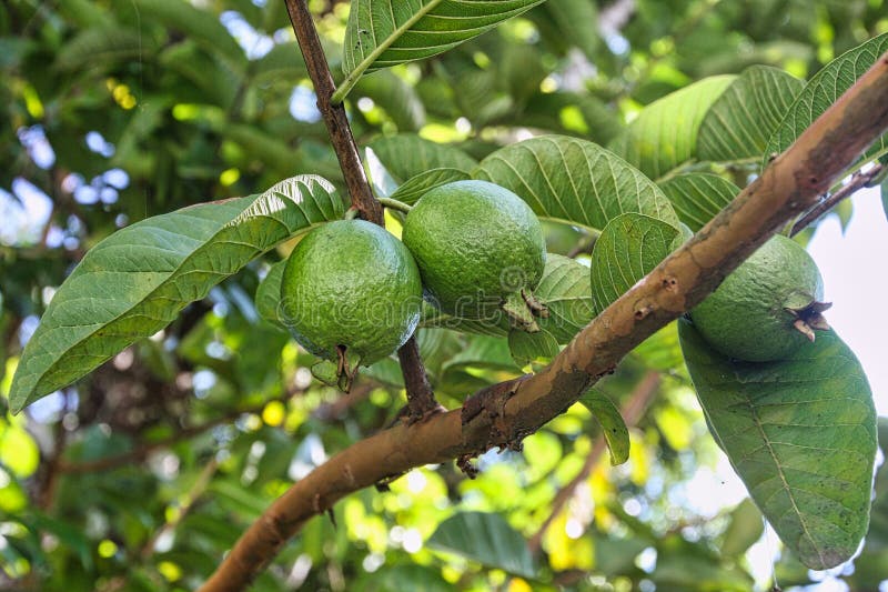 Guava on a tree trunk stock image. Image of green, branch - 371608871