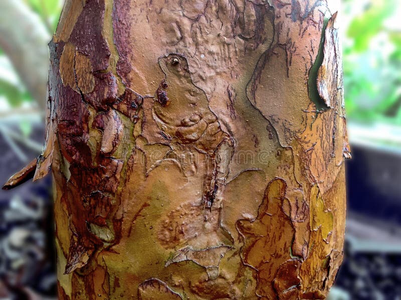 Guava Tree Trunk with Rough and Peeling Skin Texture. Stock Photo ...