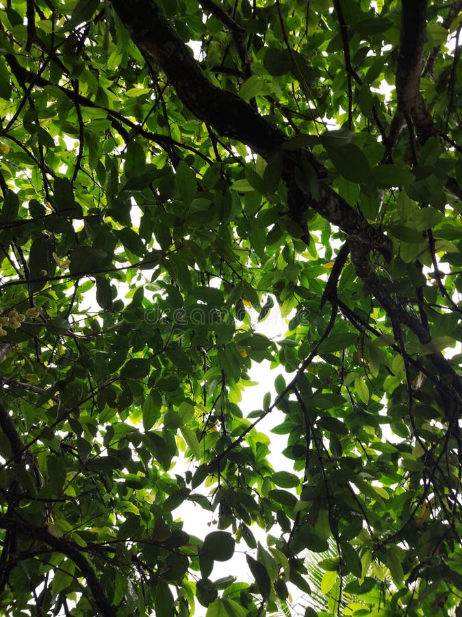 The Guava Tree is Very Dense and the Leaves are Green Stock Photo ...