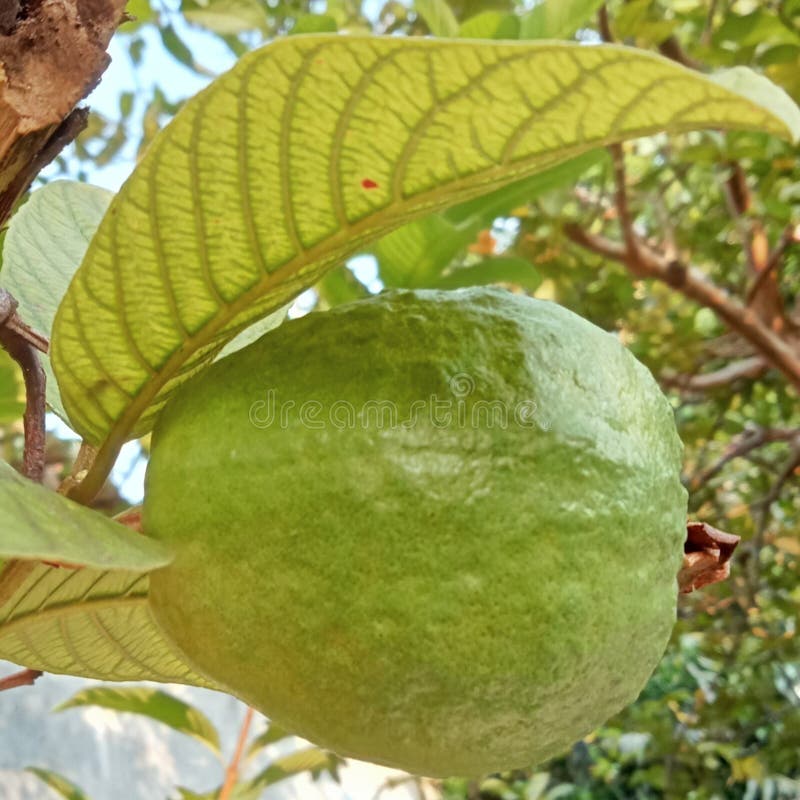 The Guava Tree Whose Fruit is Starting To Ripen is Yellow. Stock Image ...