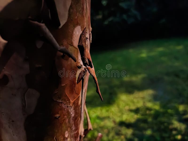 Bark of a Guava tree stock image. Image of clicked, tree - 193132237