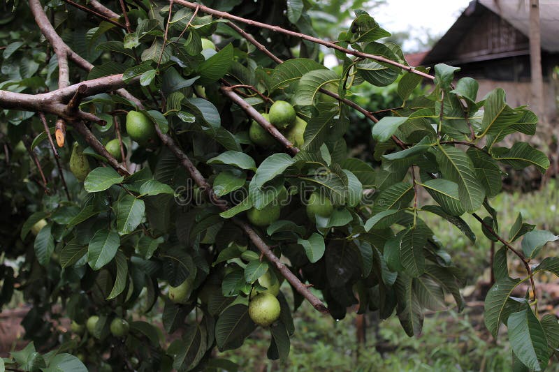 Guava Trees that Bear Fresh Fruit are Harvested and Sold Stock Photo ...