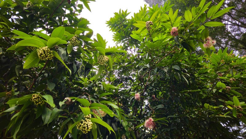 Guava Trees are Densely Flowered with Pollen before they Become Fruit ...