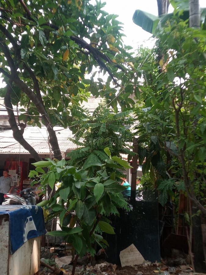 Guava Trees are Very Beautiful and Charming Stock Image - Image of ...