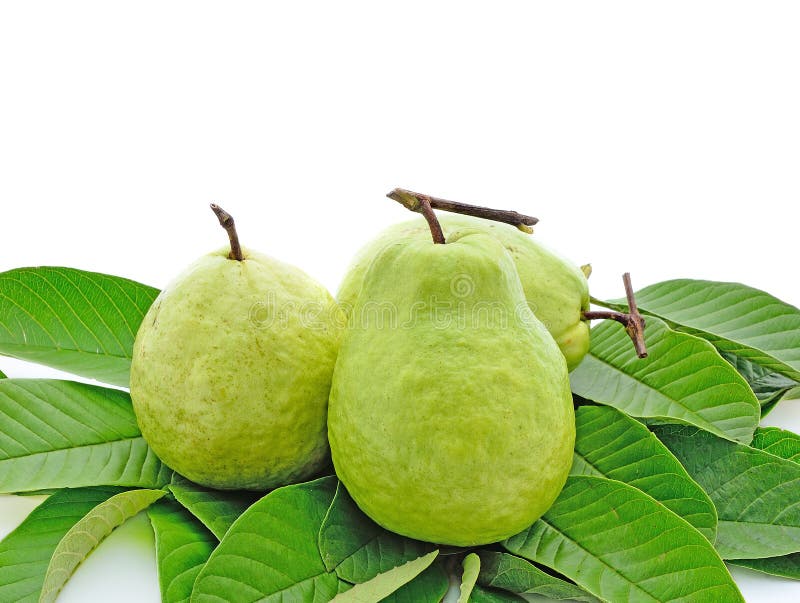 Guava (tropical fruit) stock image. Image of agriculture - 34265167
