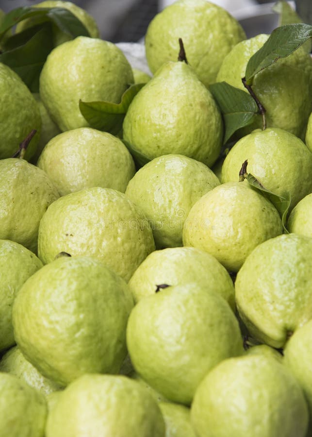 Guava is a tropical tree stock photo. Image of tropical - 65766732