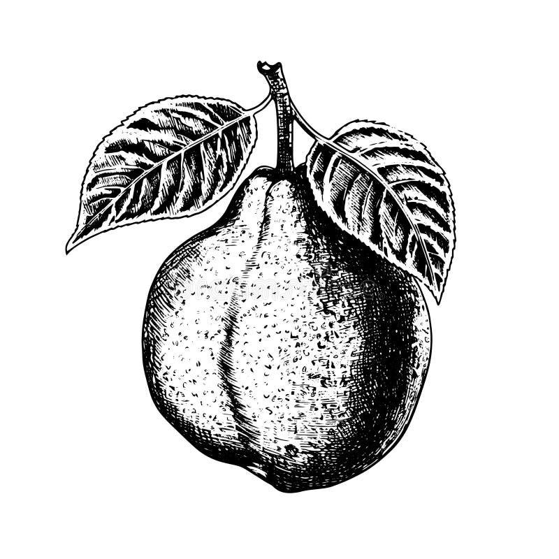 Guava Flower Drawing