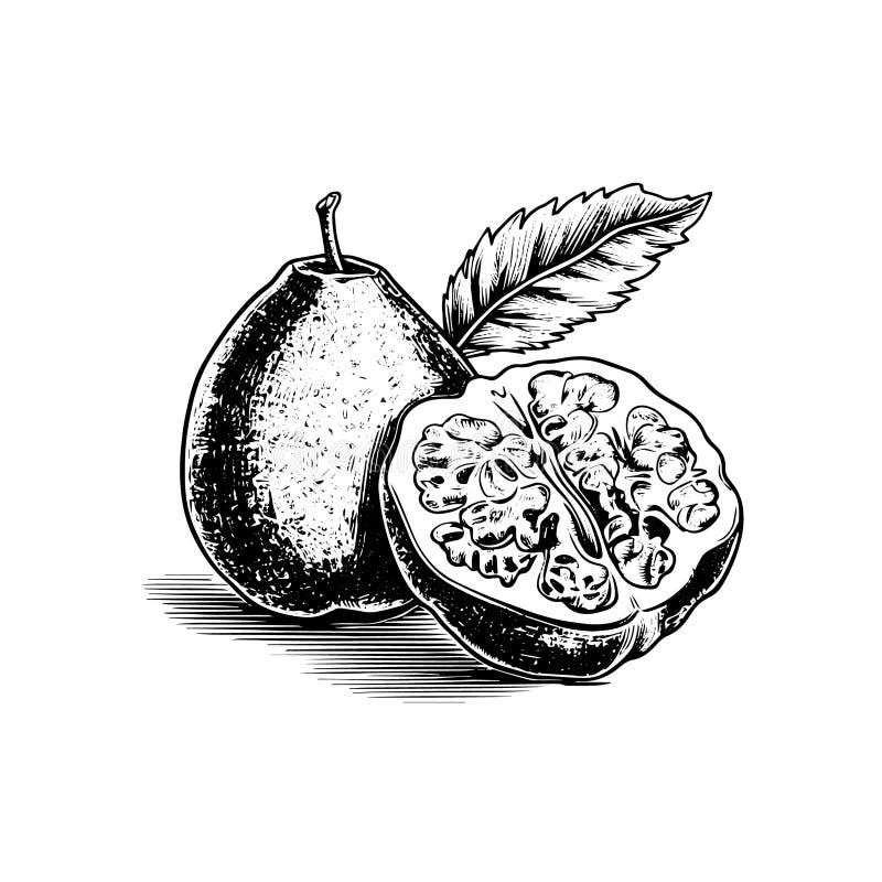 Guava Flower Drawing