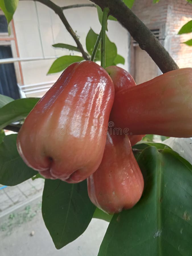 Guava Water Can Refresh the Throat Stock Image - Image of salad ...