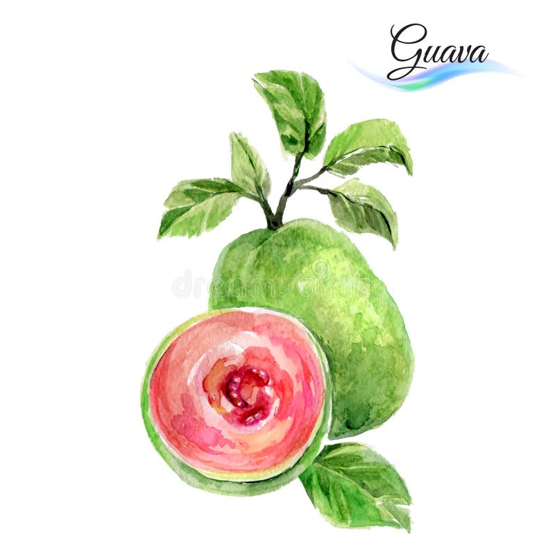 Guava Leaf Stock Illustrations – 2,092 Guava Leaf Stock Illustrations ...