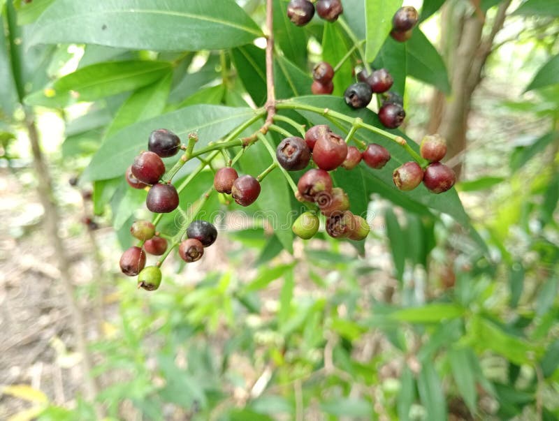 Guavaberry Tree Stock Photos - Free & Royalty-Free Stock Photos from ...