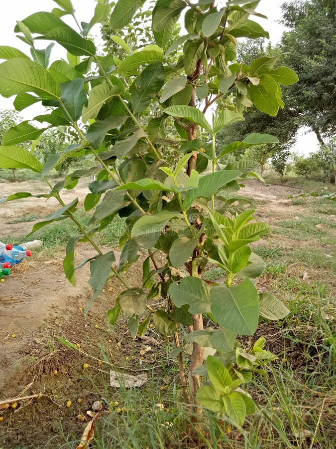 Showing 1 To 10 15 Entries Stock Photos - Free & Royalty-Free Stock ...