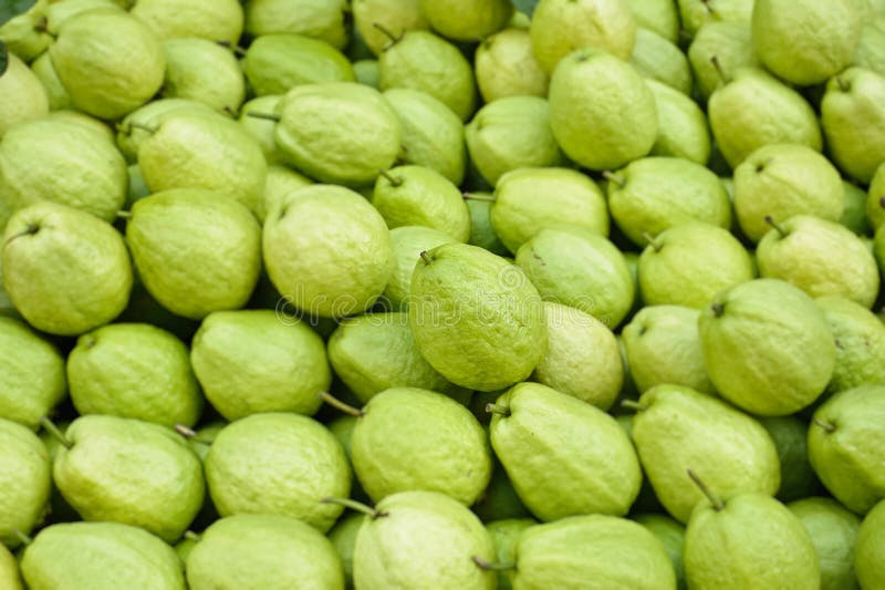 Guavas stock photo. Image of bright, color, nutrition - 17360394